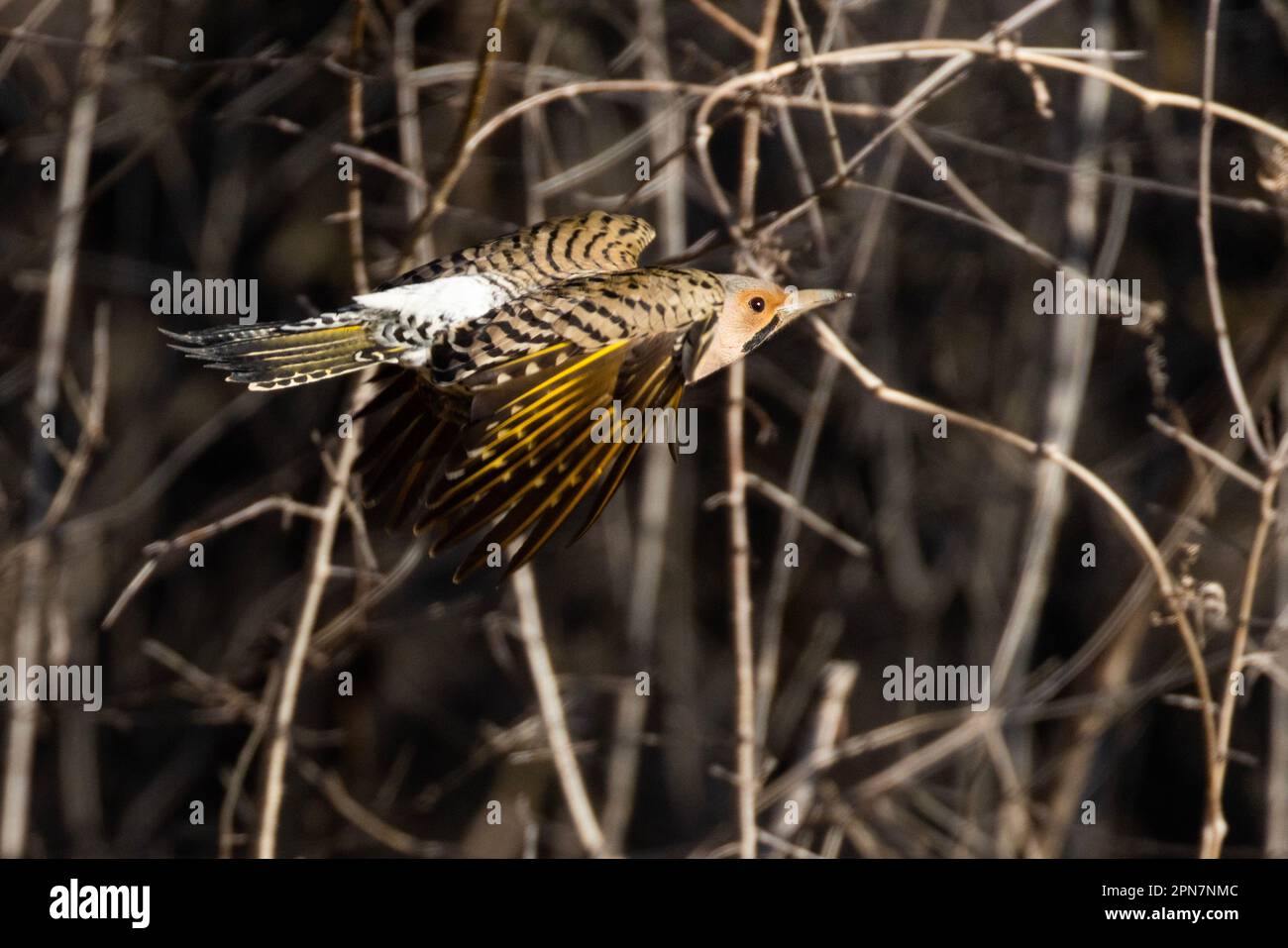 Male northern flicker or common flicker (Colaptes auratus) in flight ...