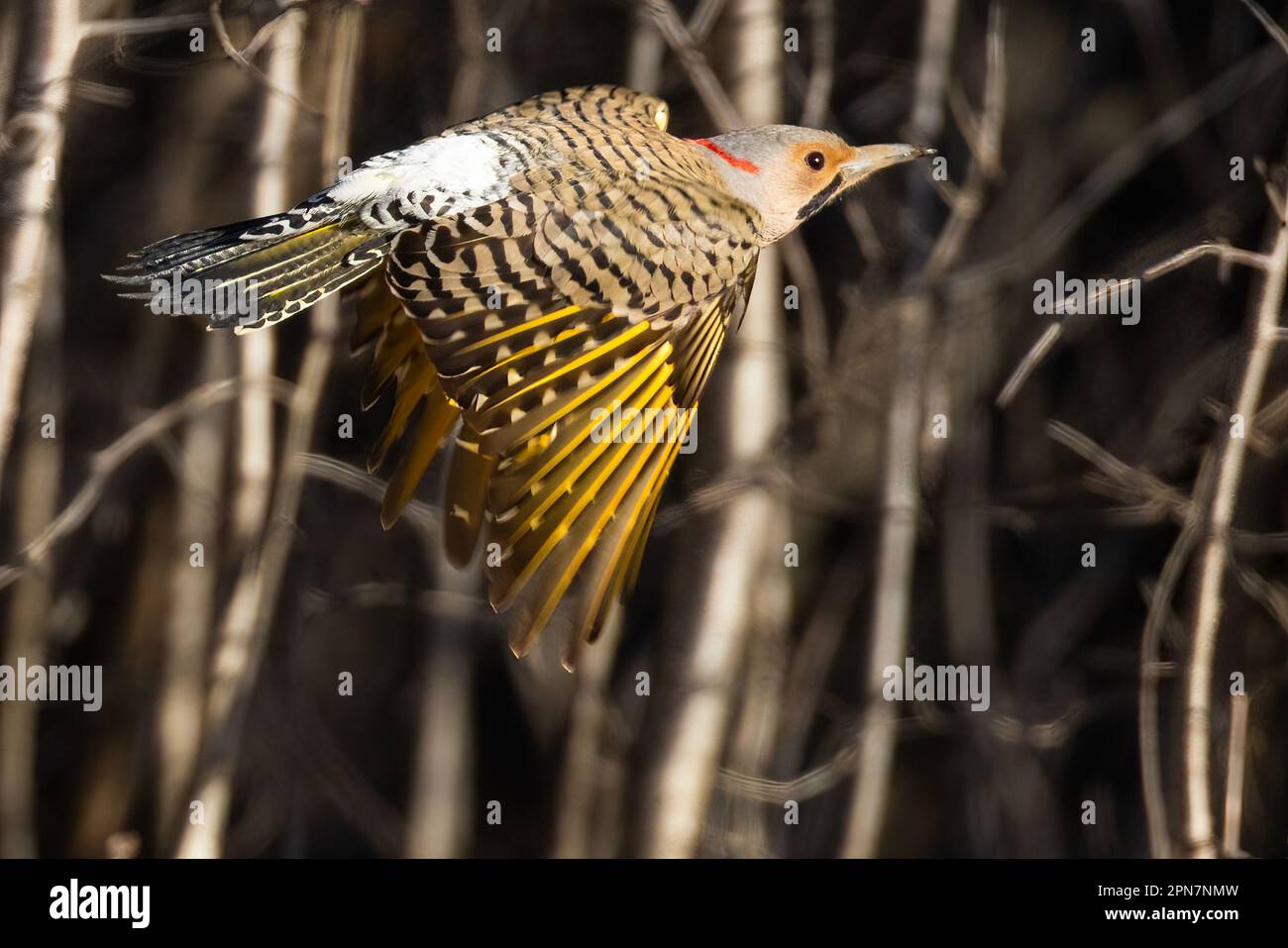 Male northern flicker or common flicker (Colaptes auratus) in flight ...