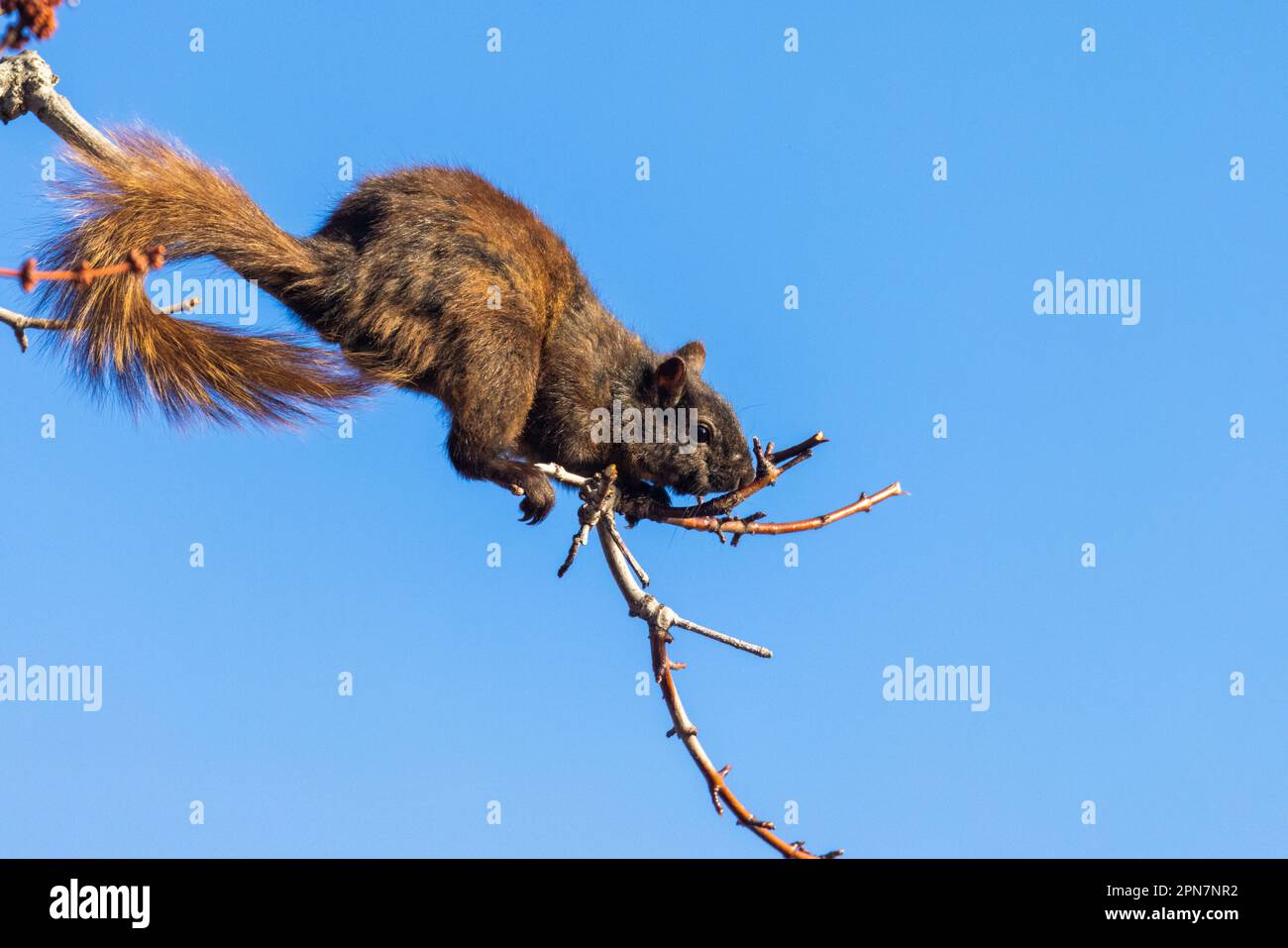 eastern gray squirrel (Sciurus carolinensis) drinking maple sap Stock ...