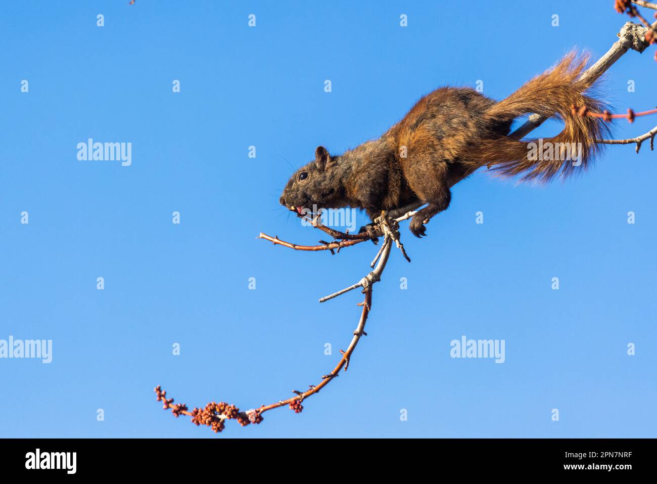 eastern gray squirrel (Sciurus carolinensis) drinking maple sap Stock ...