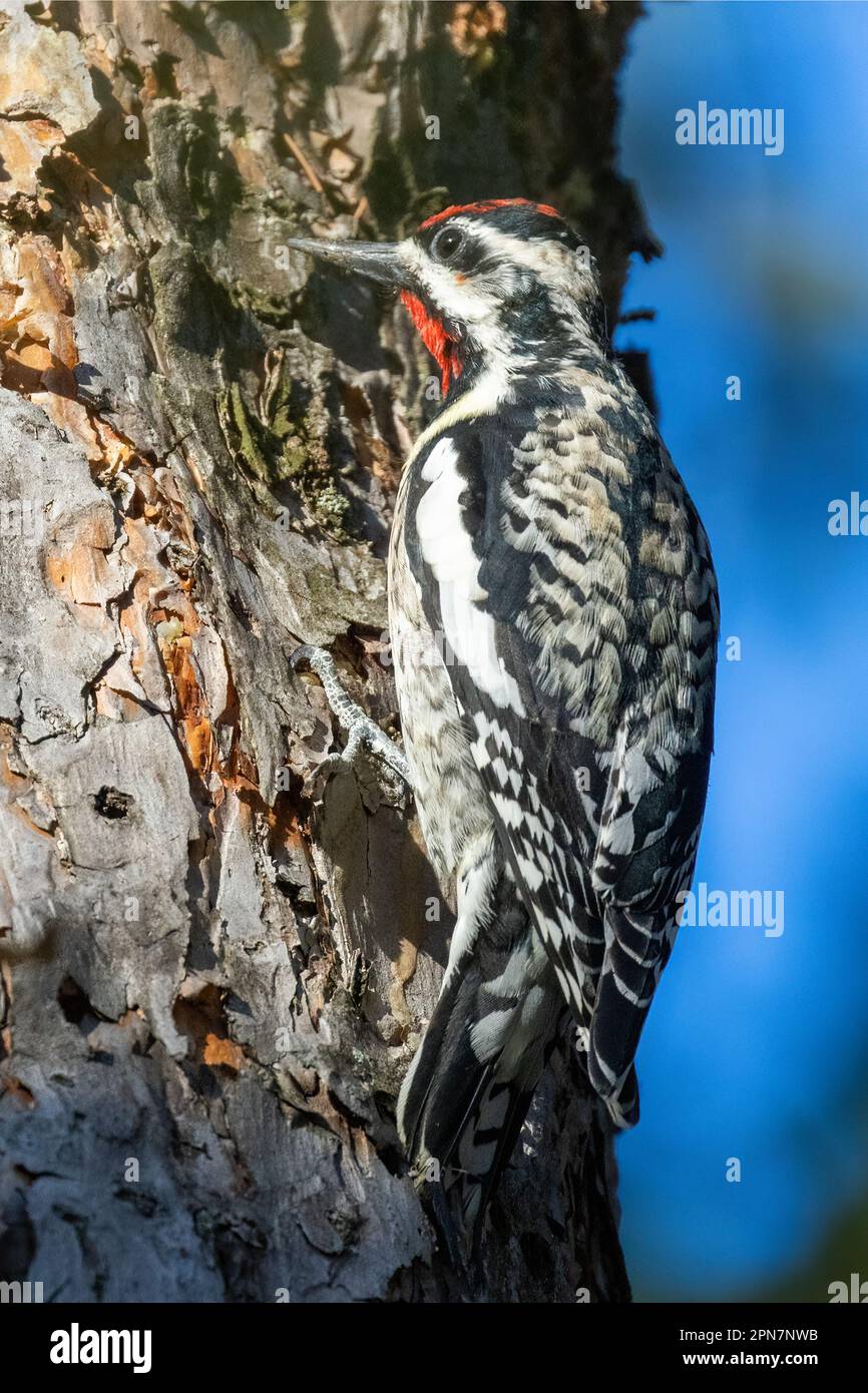 Male yellow-bellied sapsucker (Sphyrapicus varius) in spring Stock ...