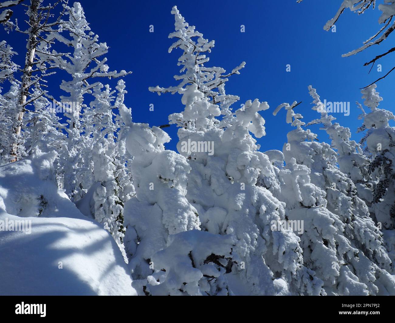 Snowy fir trees and blue sky. Forest path in winter Stock Photo - Alamy