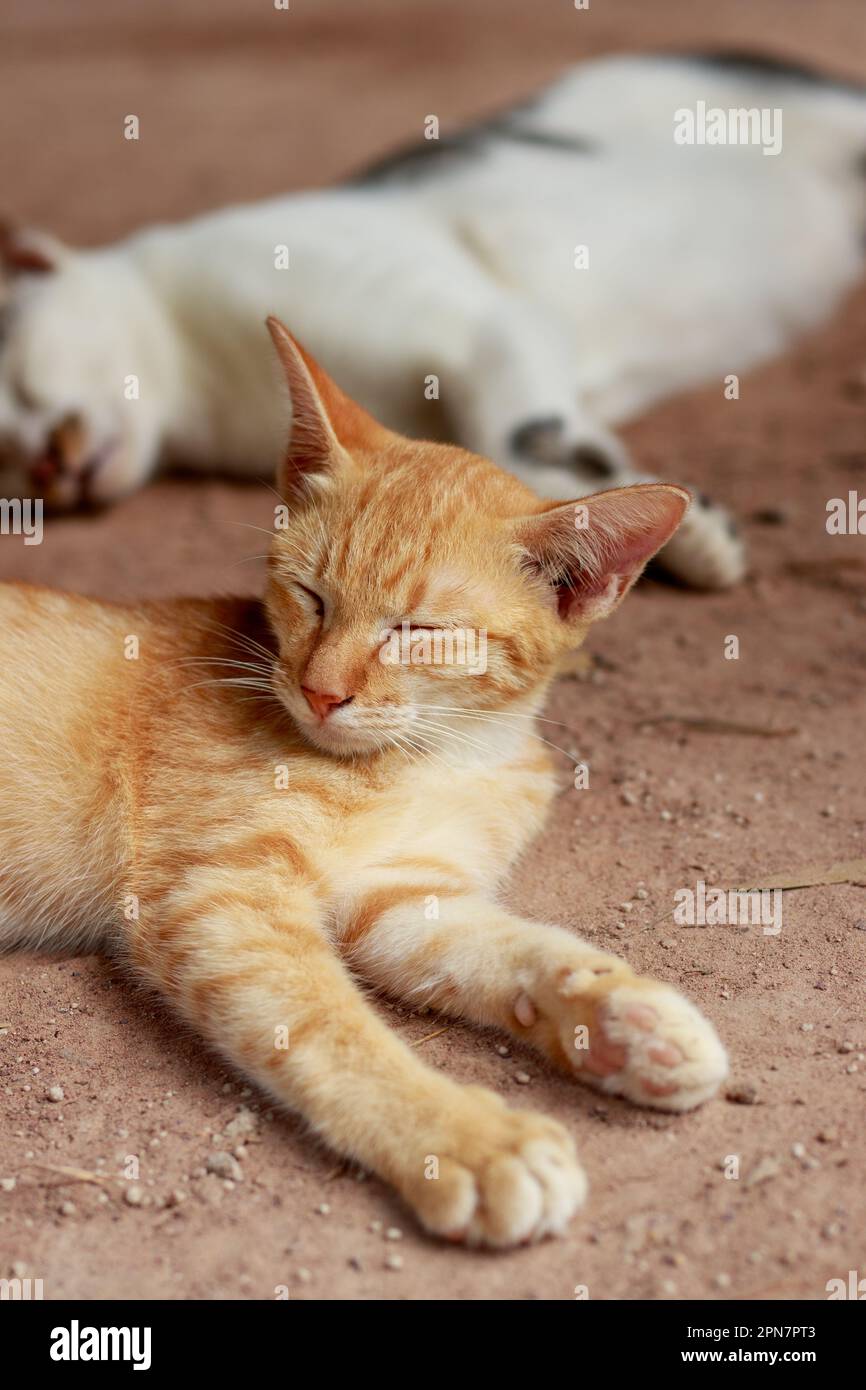 A vertical shot of a peaceful orange tabby cat resting on the ground ...