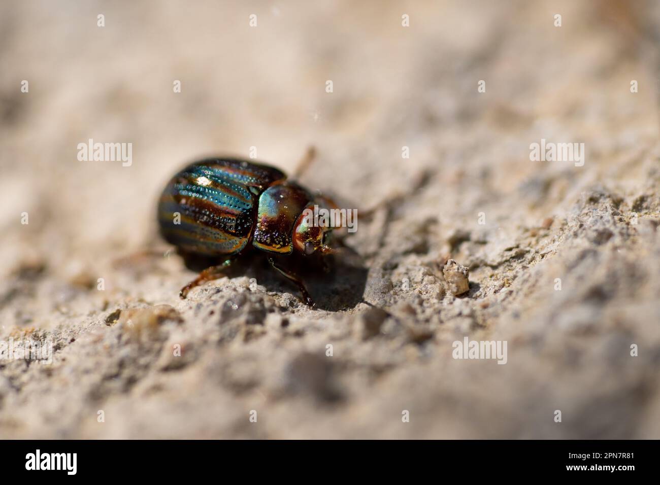 Chrysolite americana hi-res stock photography and images - Alamy