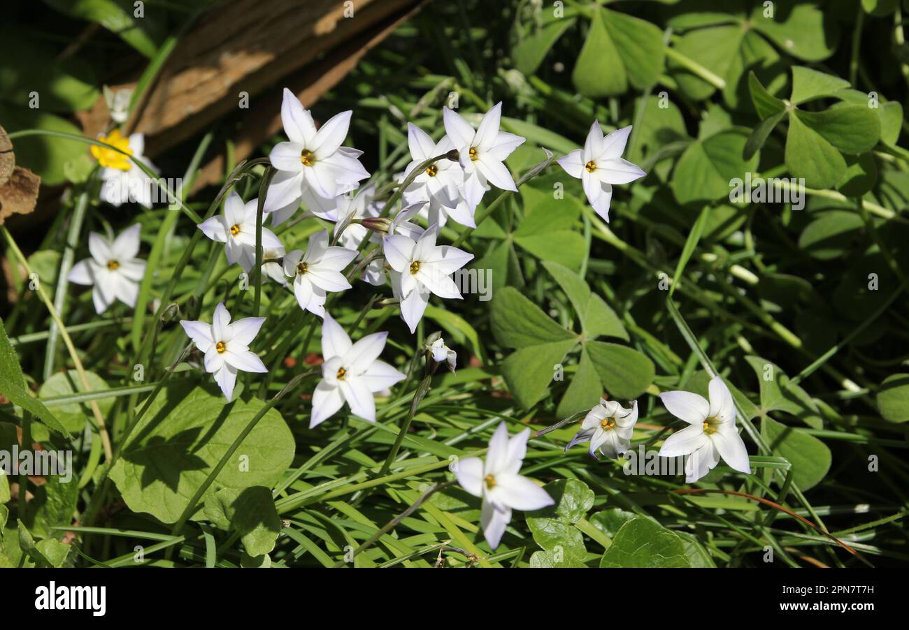 White ipheion hi-res stock photography and images - Alamy