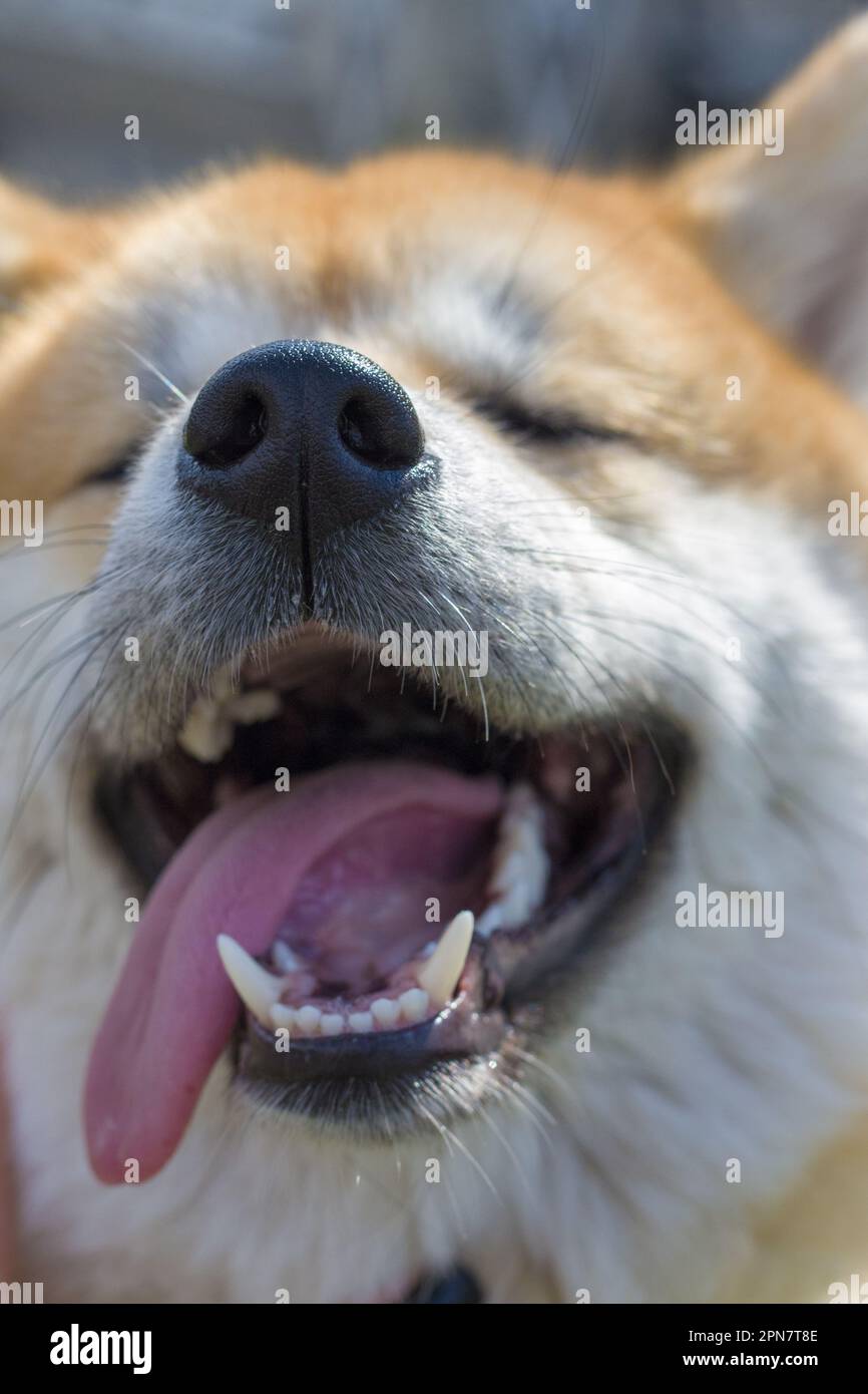 Happy dog smiling at camera Stock Photo - Alamy
