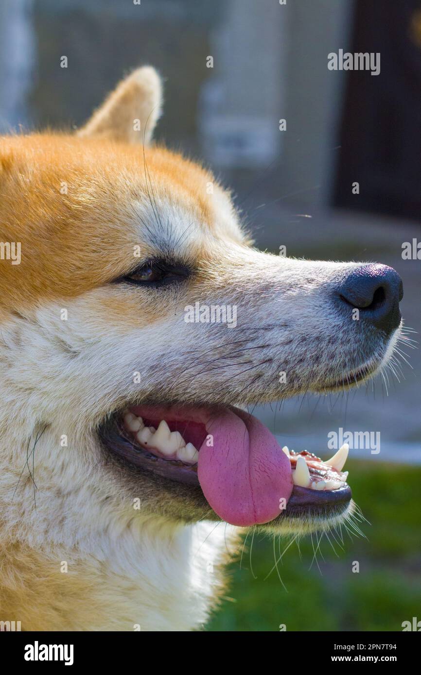 puppy akita inu in front of white background Stock Photo - Alamy