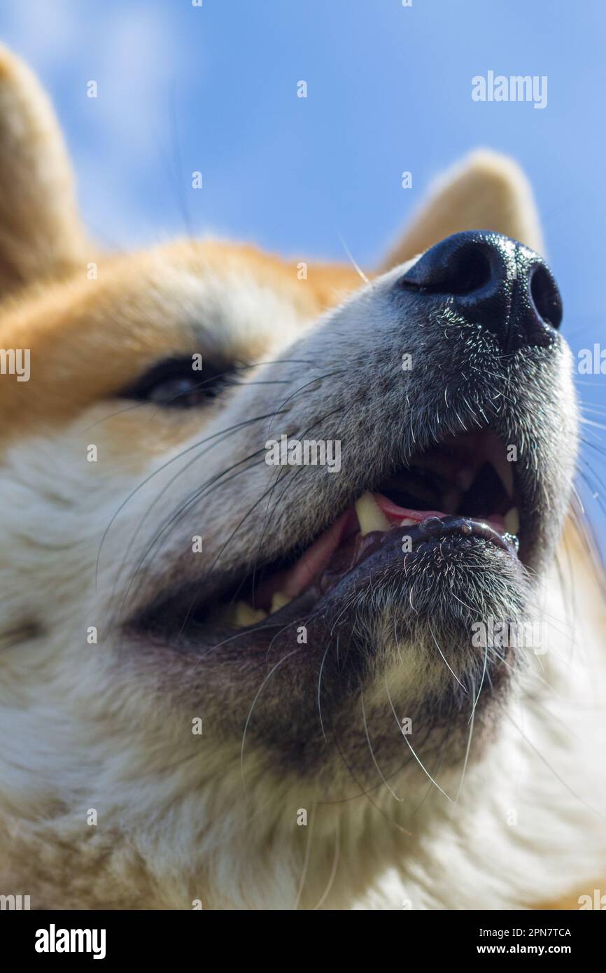 Akita dog teeth hi-res stock photography and images - Alamy