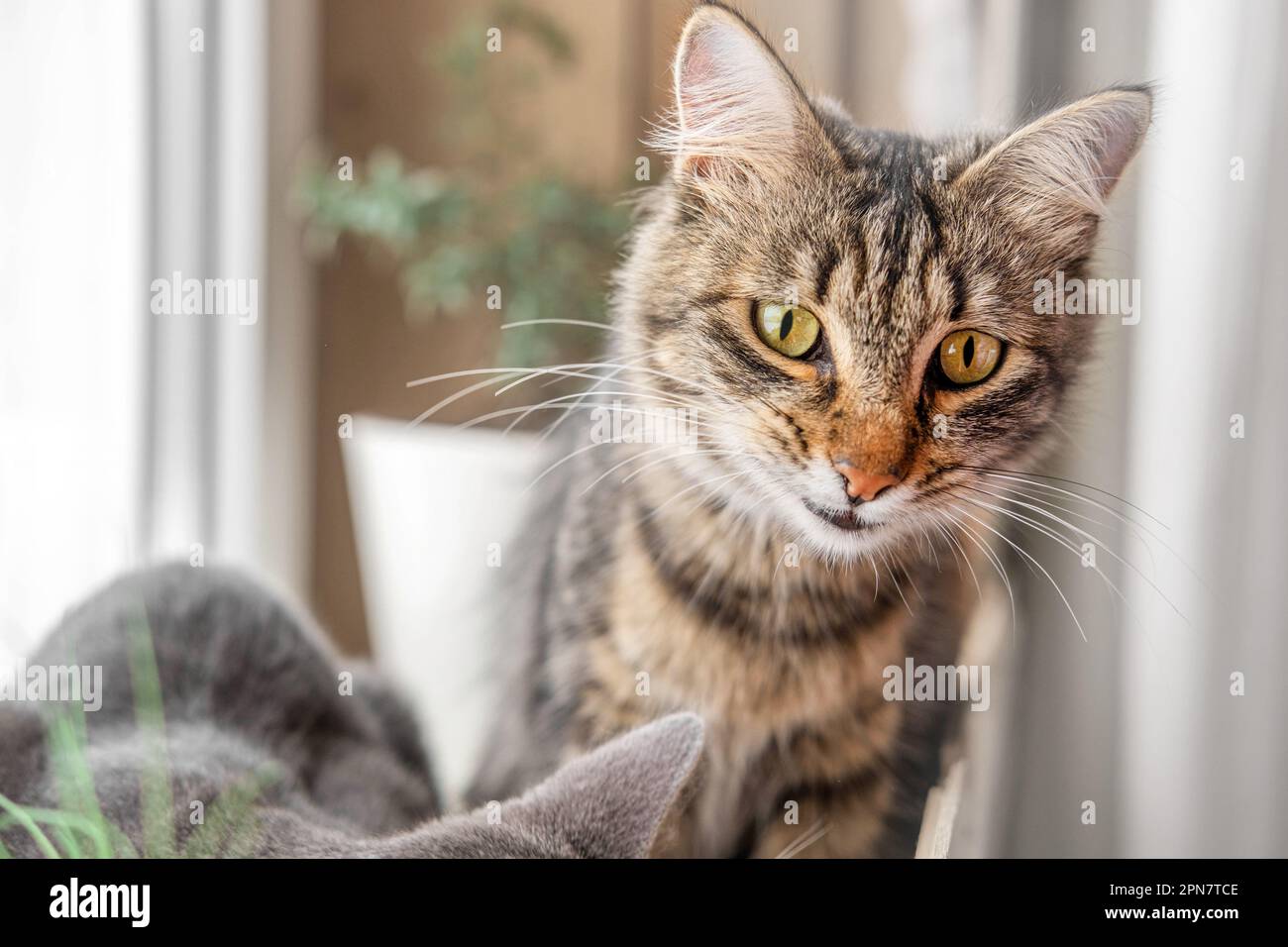 Two cats look out through window at the birds. Domestic cats want to ...