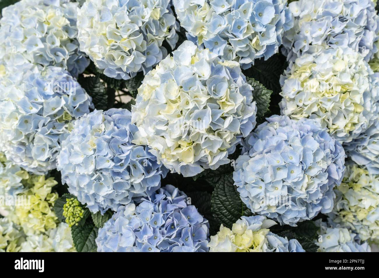 Beautiful blue hydrangea blooming in greenhouse in spring Stock Photo ...