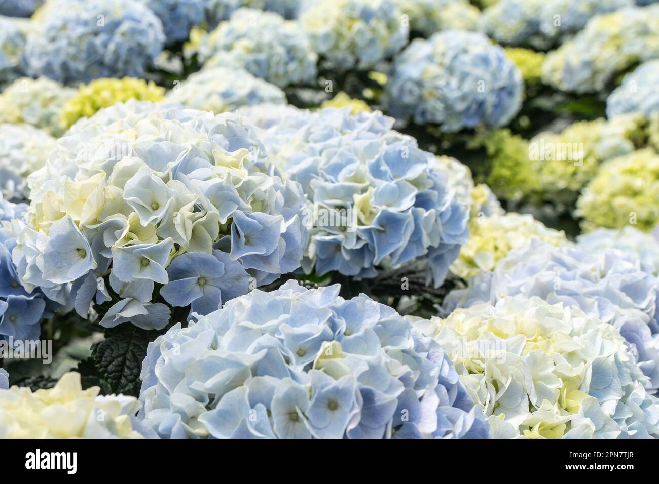 Beautiful blue hydrangea blooming in greenhouse in spring Stock Photo ...