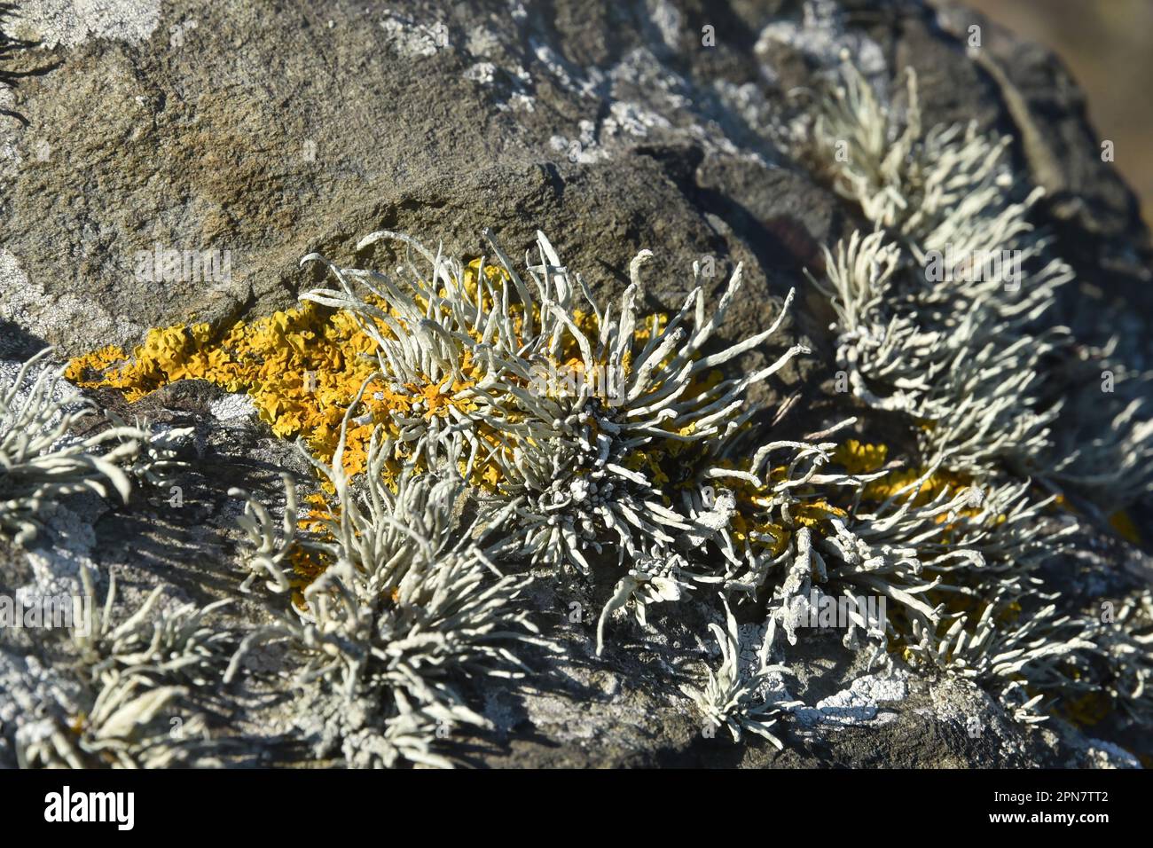 Lichen species on rock hi-res stock photography and images - Alamy