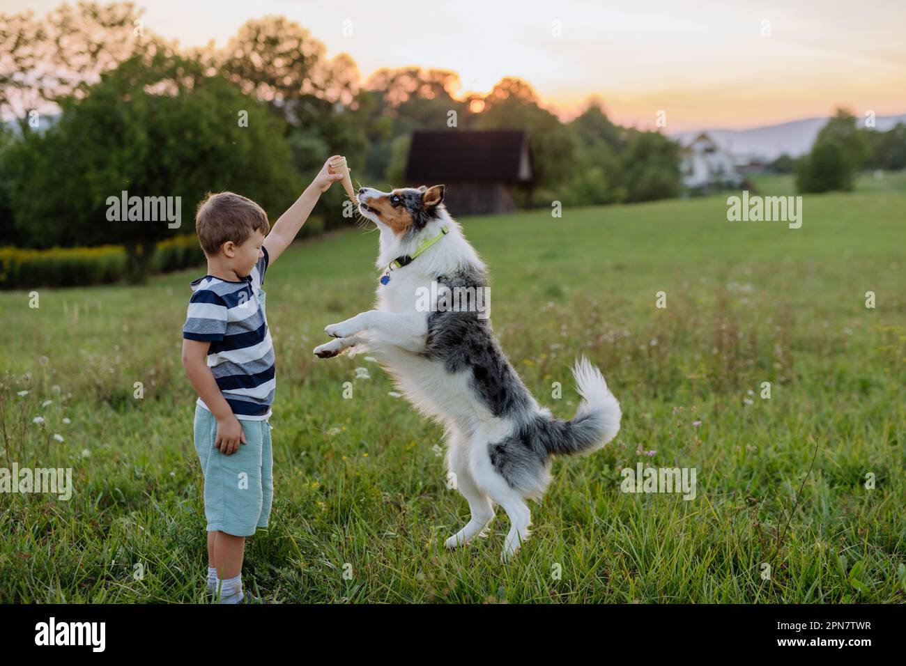 LIttle boy training his dog in the nature Stock Photo - Alamy