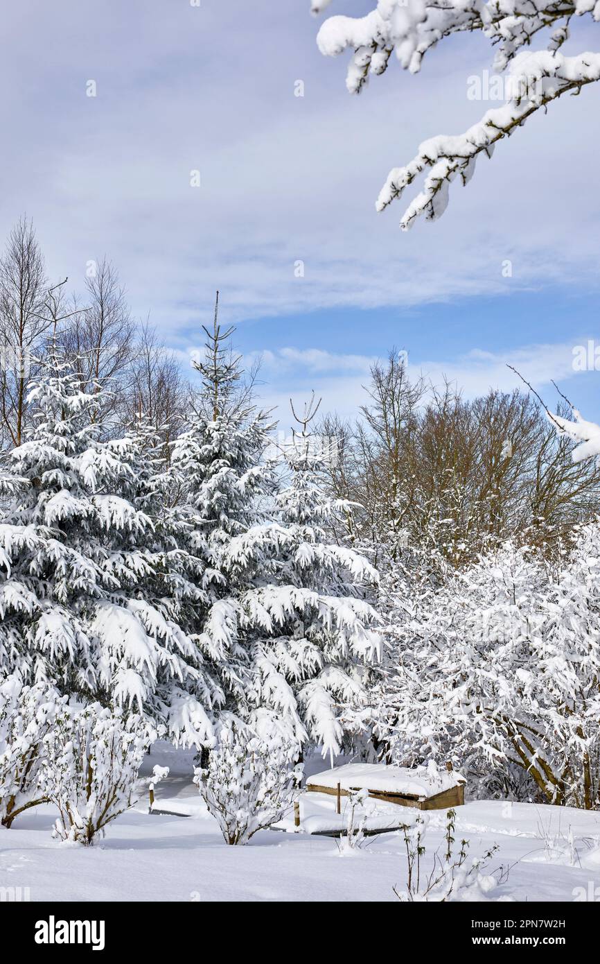 Fir trees the morning after heavy overnight snow on moorland ...