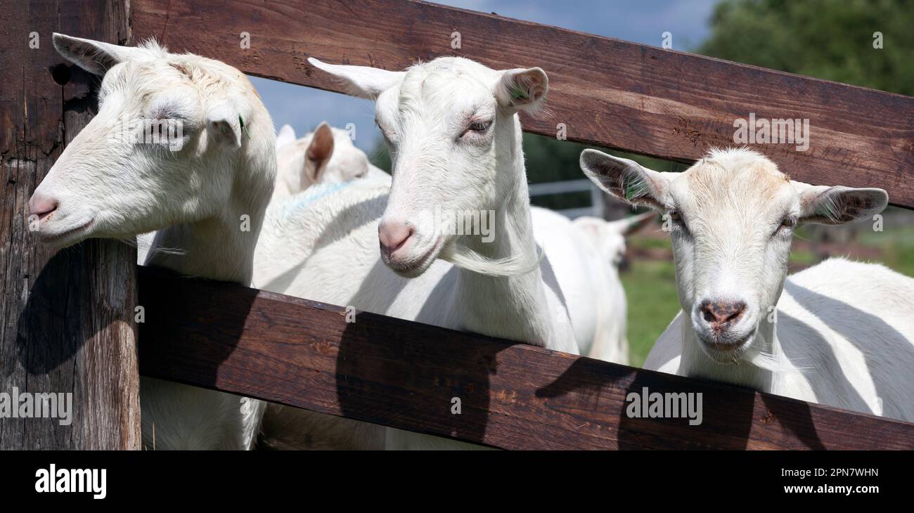 white goats in green grassy dutch meadow behind wooden fence Stock ...