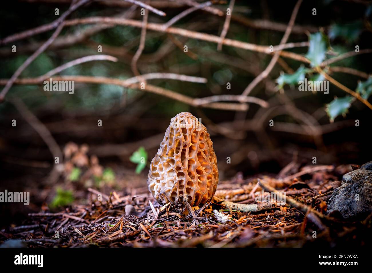 Morchella fungi hi-res stock photography and images - Alamy