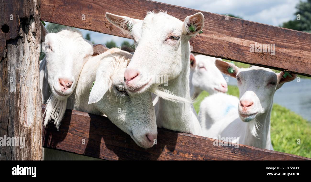 white goats in green grassy dutch meadow behind wooden fence Stock ...