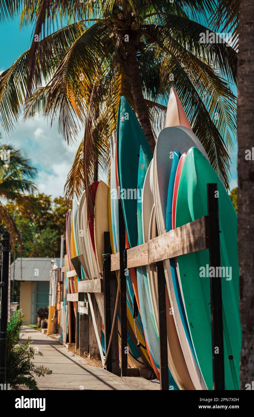 A cluster of surfboards stands in the sunshine against a wooden fence ...