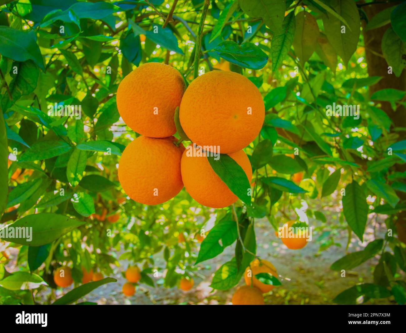 Orange juice machine hi-res stock photography and images - Alamy