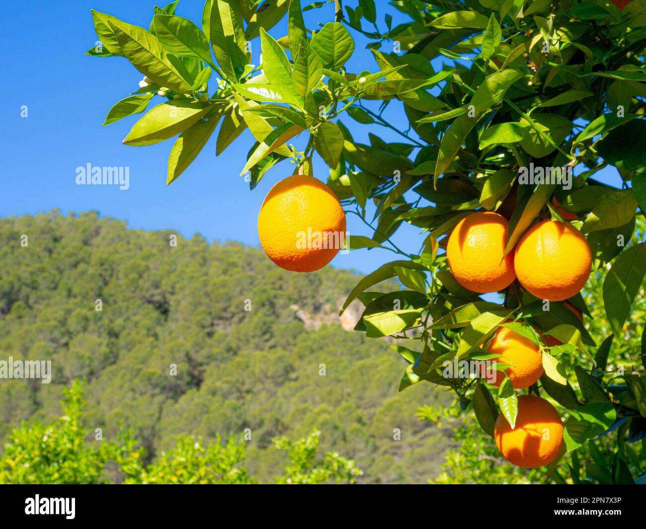Spain orange valencian not valencia hi-res stock photography and images ...