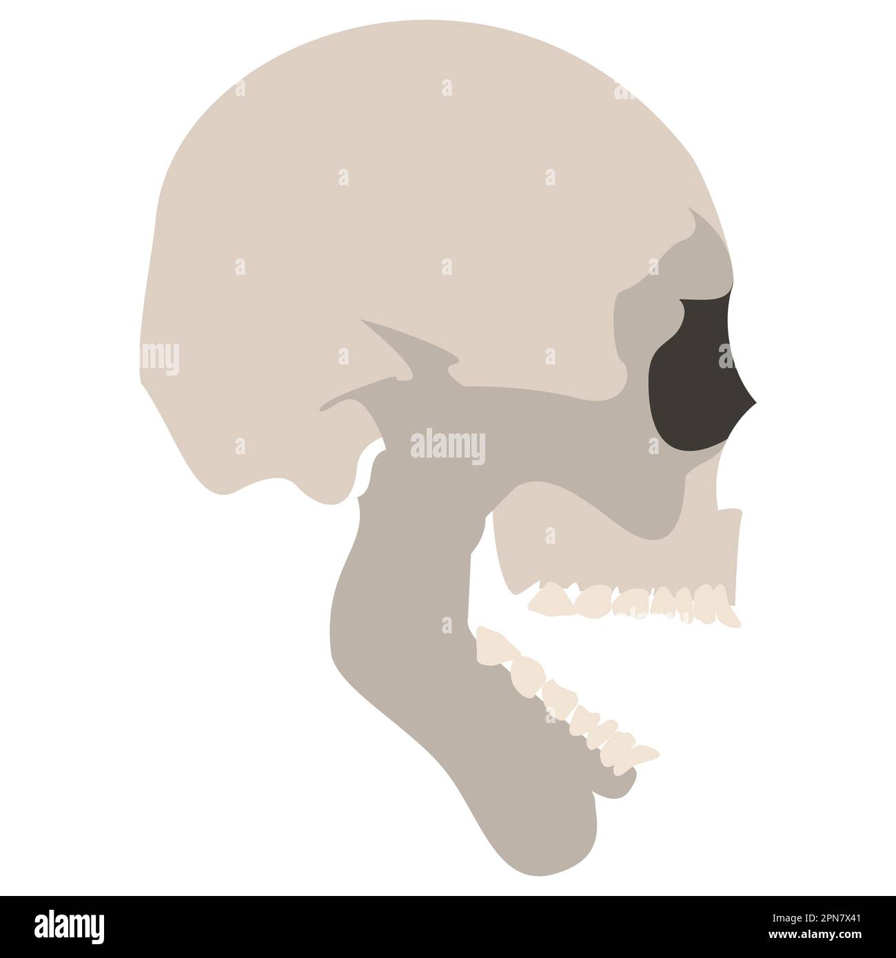 Skeleton and headstone Stock Vector Images - Alamy