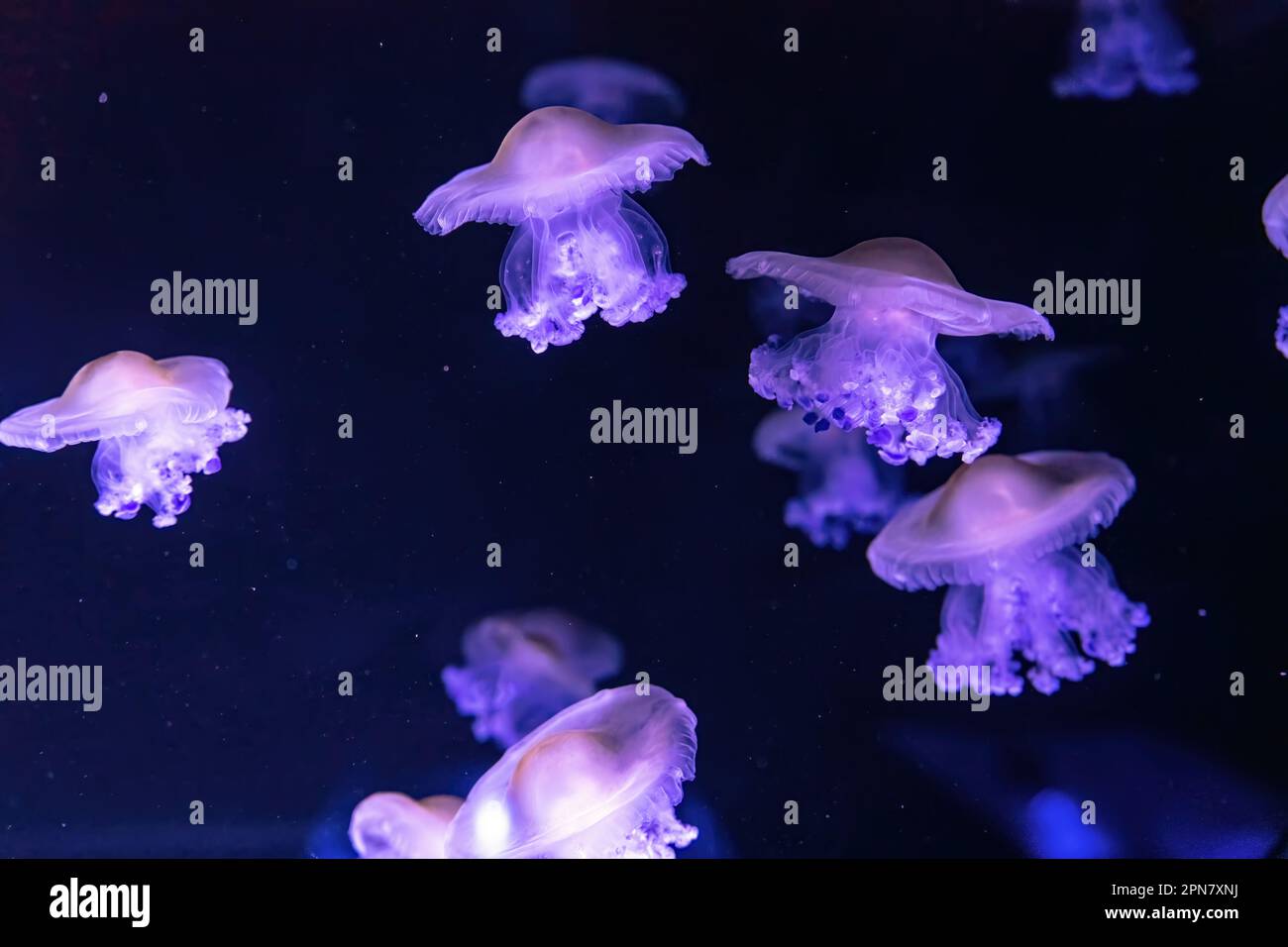 Group of fluorescent jellyfish swimming underwater aquarium pool. The ...