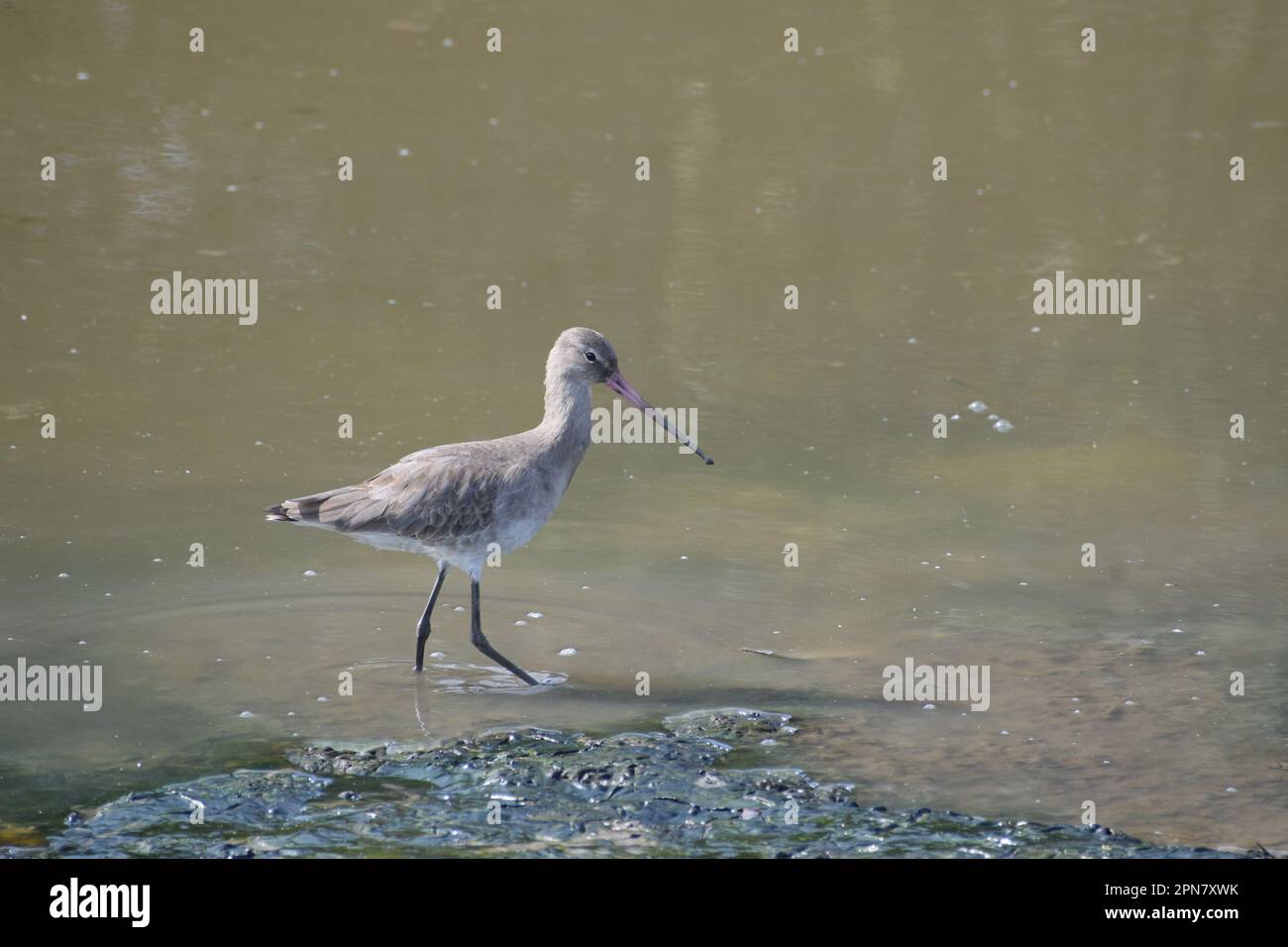 A black Tailed Godwit Bird is moving in shallow waters and is looking ...