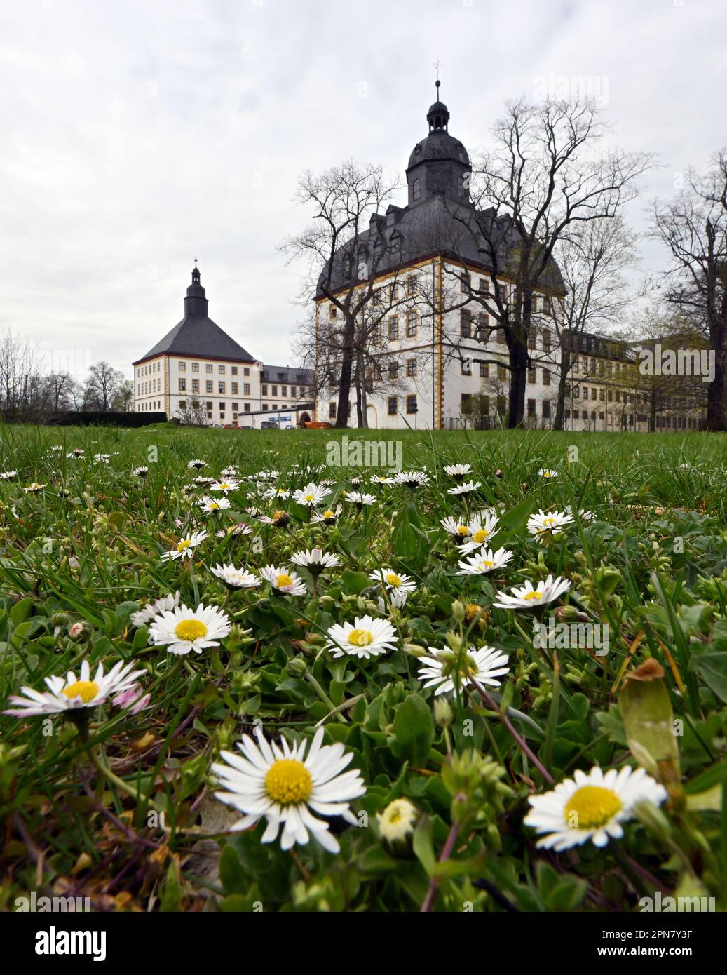 Gotha, Germany. 17th Apr, 2023. Daisies bloom on the lawn in front of ...