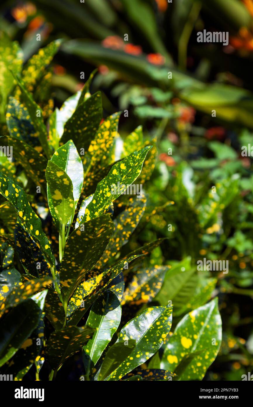 Gold dust croton plant with yellow spotted leaves in a park, saturated ...