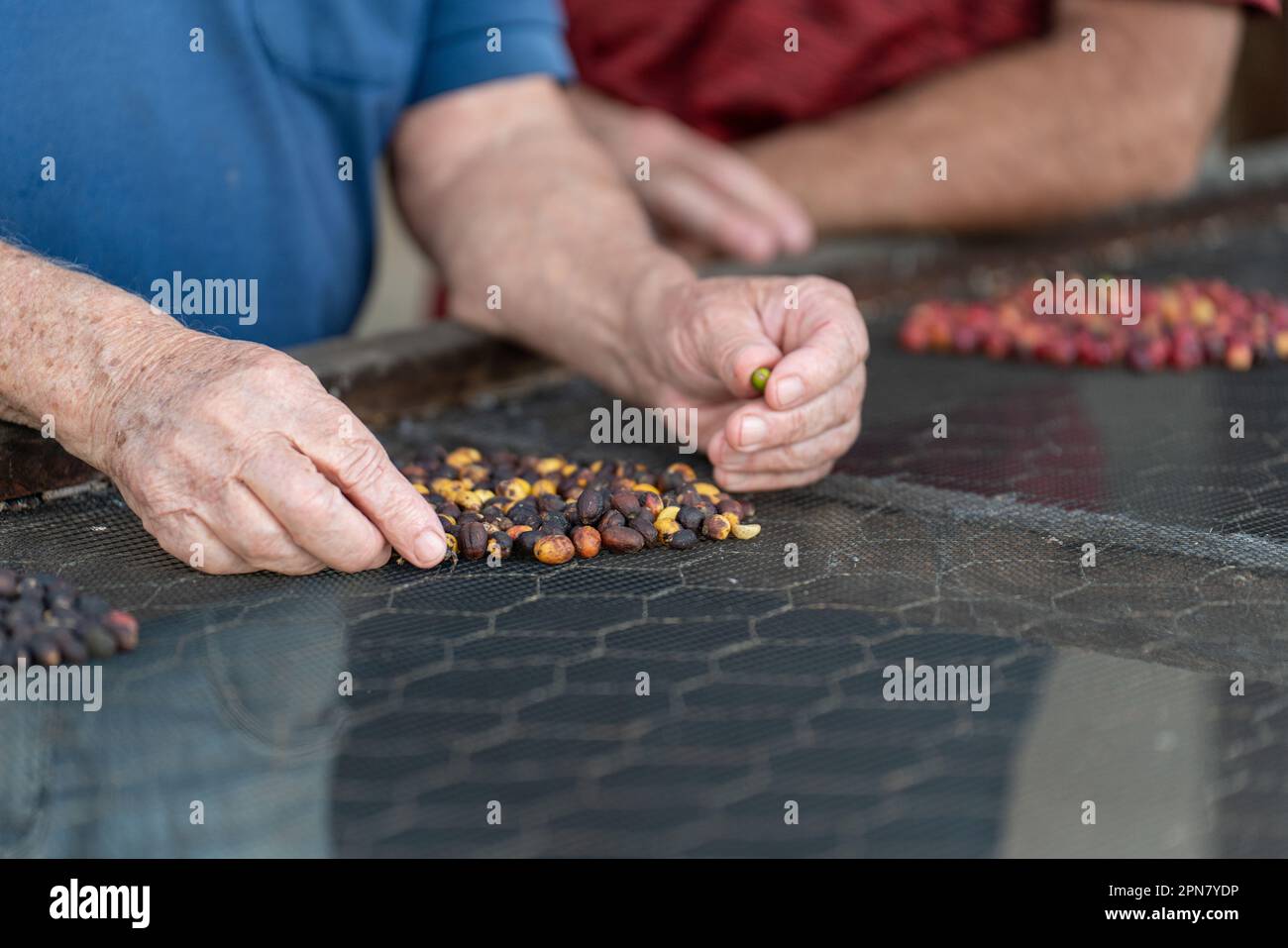 Experienced hands explaining the coffee drying process with different ...