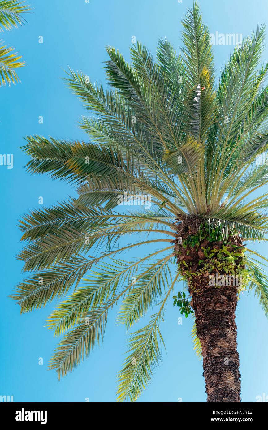 Majestic palm tree stands hi-res stock photography and images - Alamy