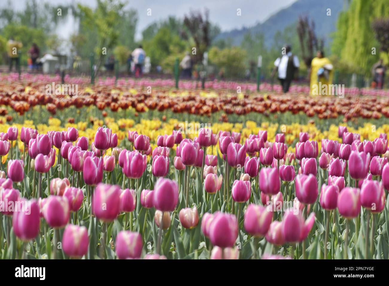 Non Exclusive: April 16, 2023, Srinagar, India: Tourists enjoy the ...
