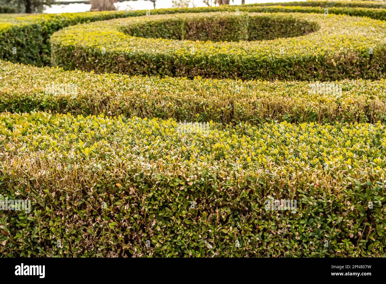 Hedge cut in concentric circles Stock Photo - Alamy