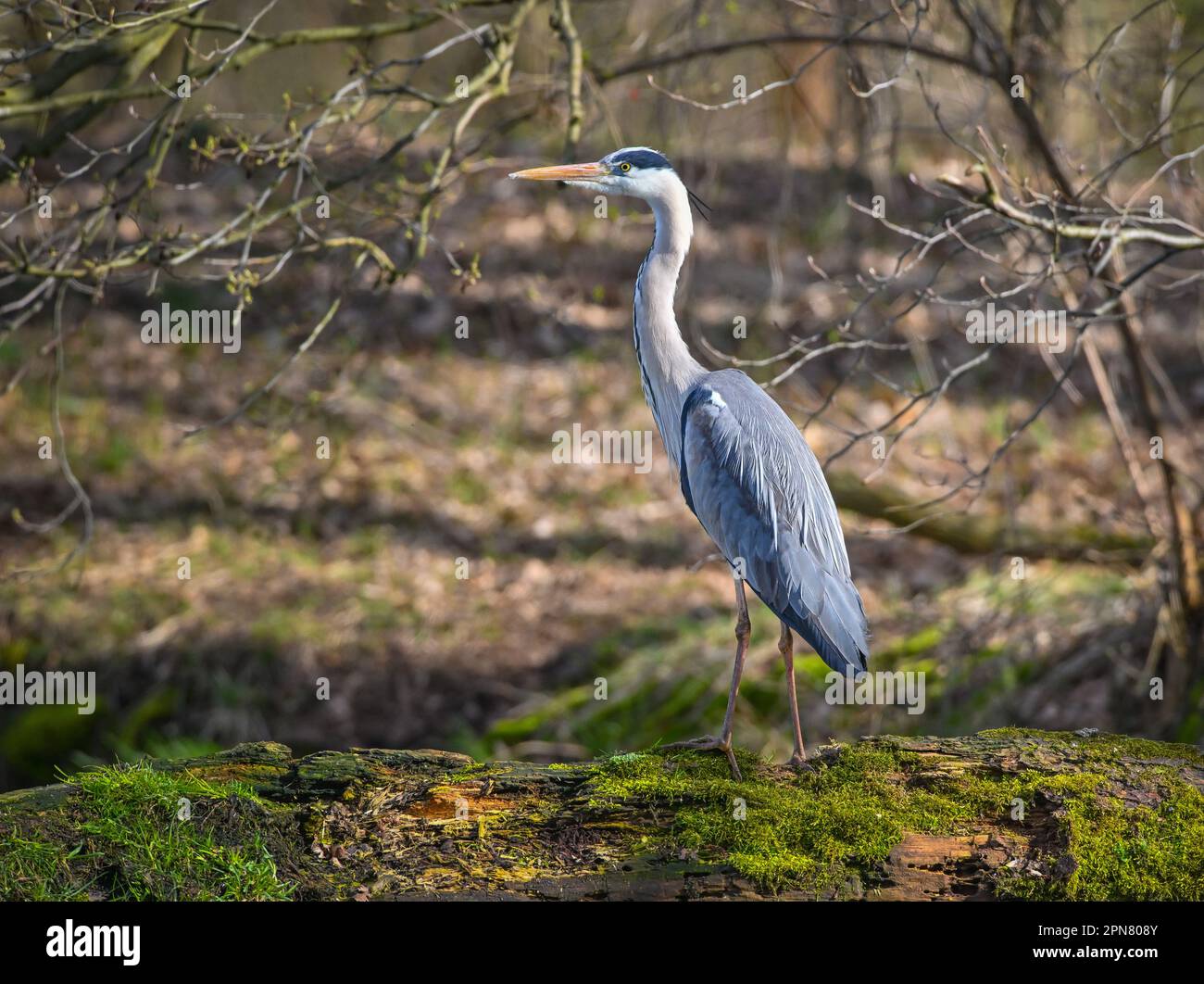 Kersdorf, Germany. 05th Apr, 2023. A Grey Heron (Ardea cinerea) in the ...
