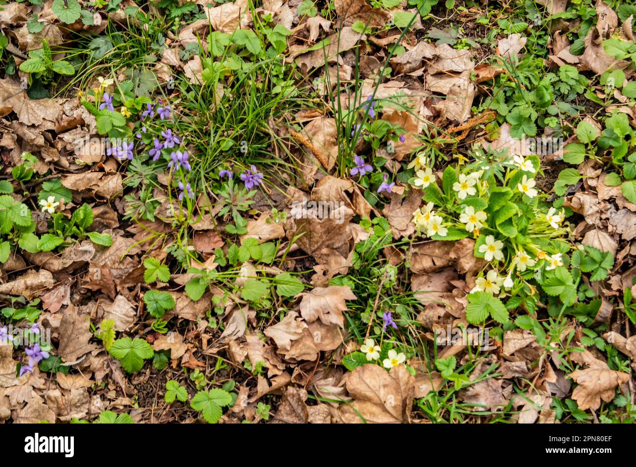 Background with spring flowers of forest floor Stock Photo - Alamy