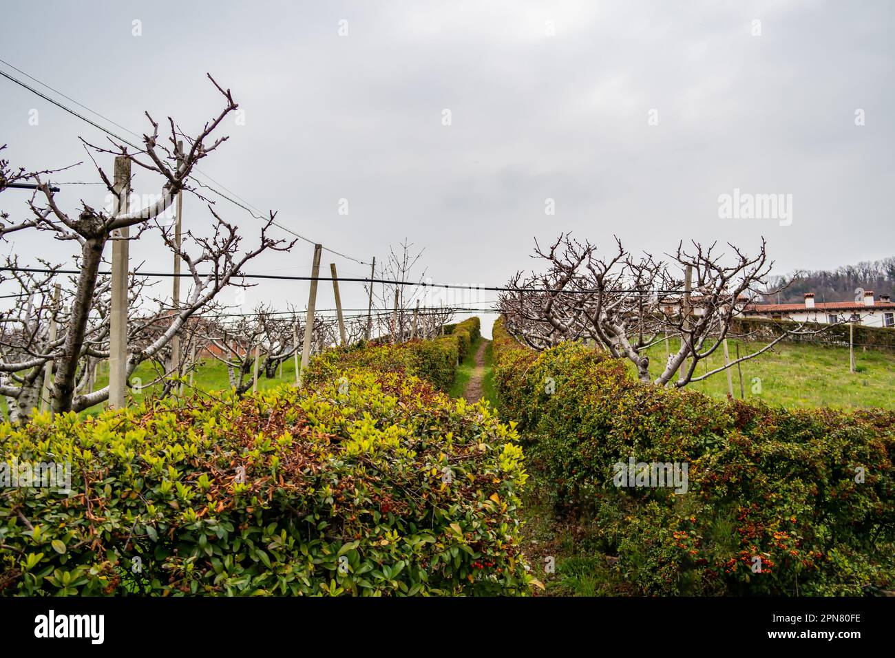 Avenue with cherry trees in Pianezze, Marostica - Italy Stock Photo - Alamy