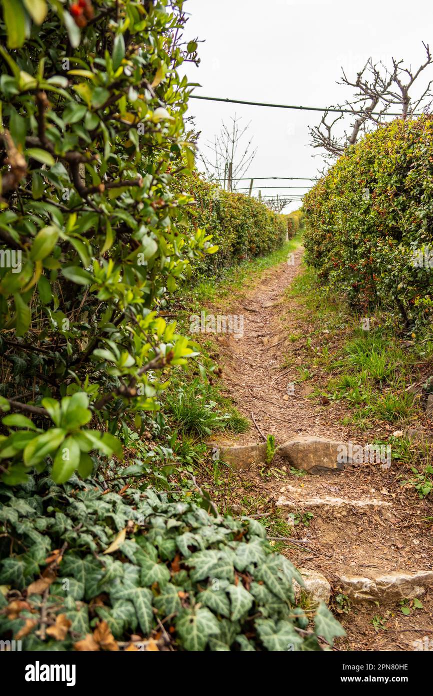 Avenue with cherry trees in Pianezze, Marostica - Italy Stock Photo - Alamy