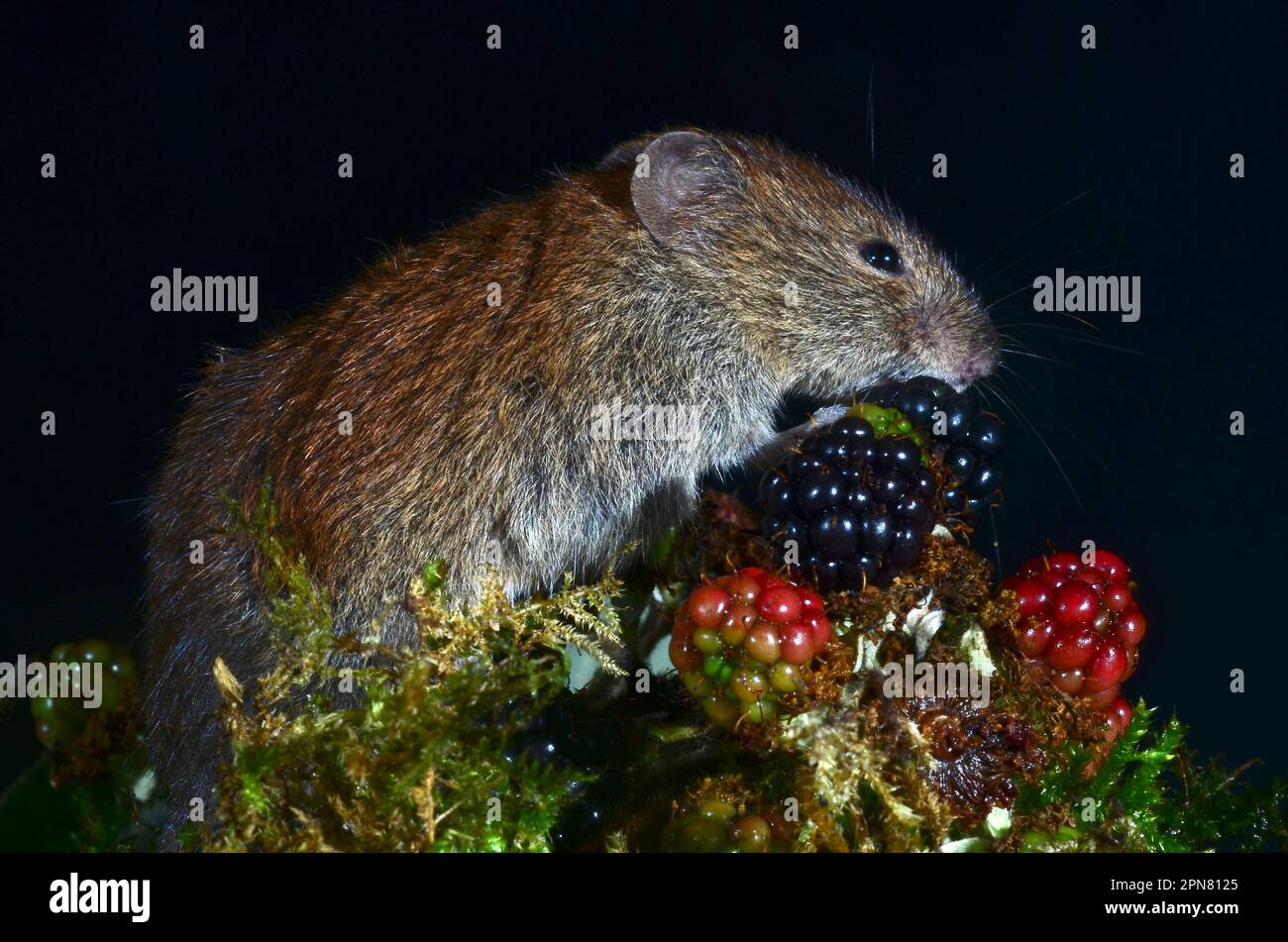 Adult bank vole clethrionomys glareplus Stock Photo - Alamy