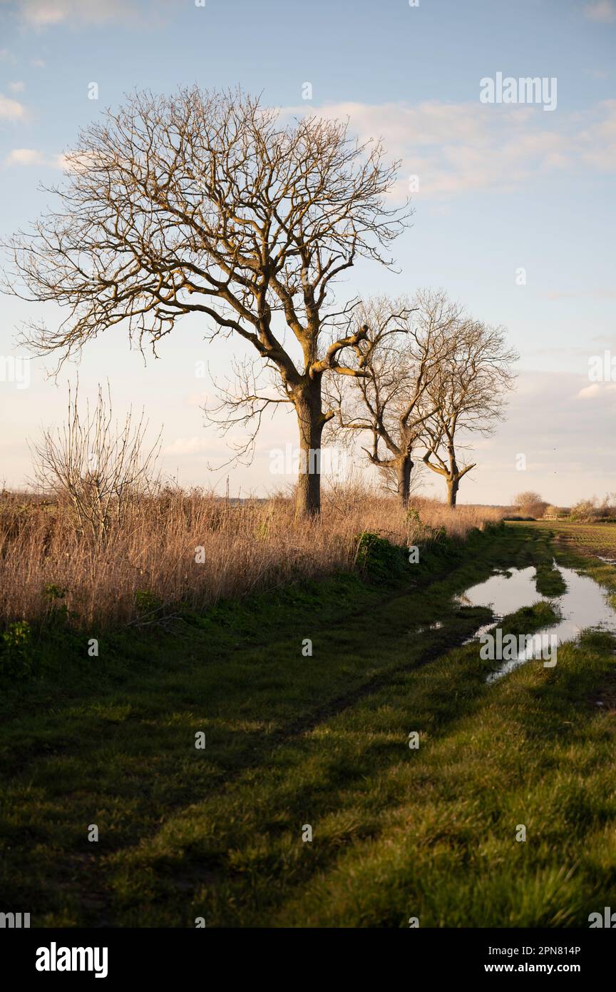 Trees in line along farm fields with sunset and dry grass Stock Photo ...