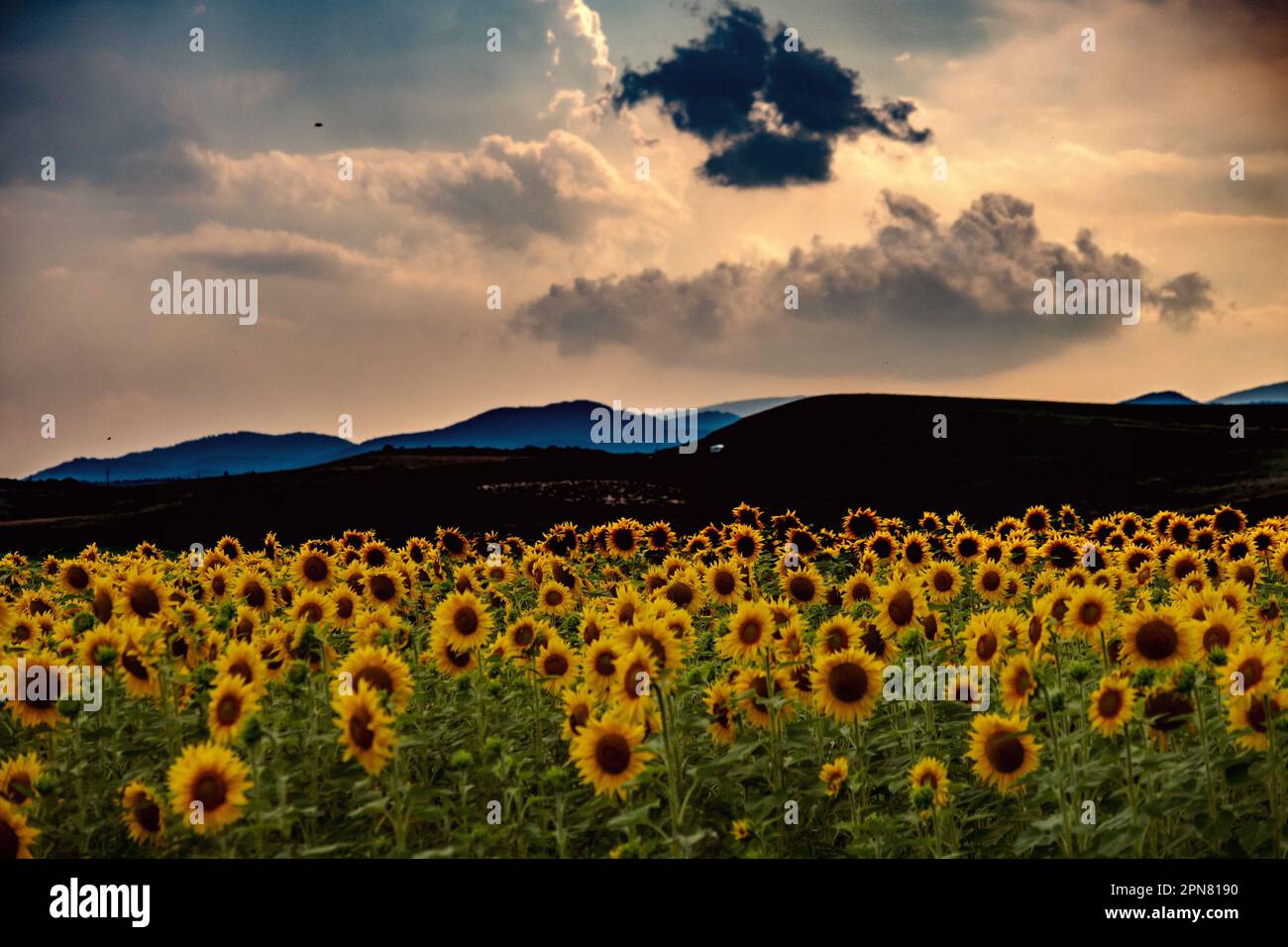 This stunning image captures a tranquil summer sunset in a sunflower ...