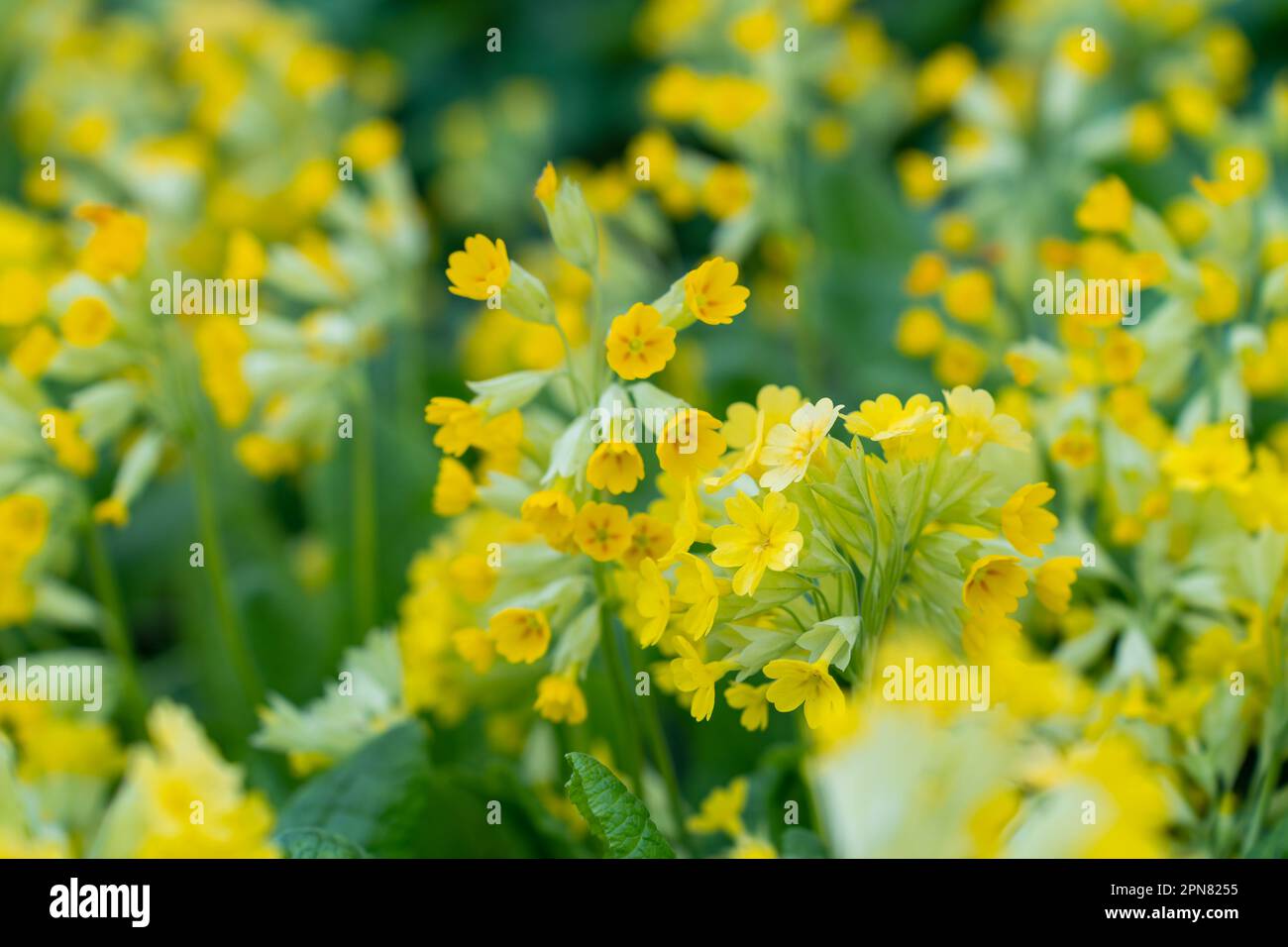 close-up of yellow flowers Primula macrocalyx is a perennial herbaceous ...