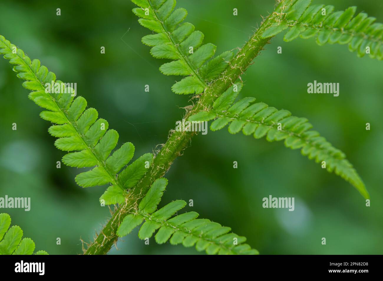 Fern is a member of a group of vascular plants that reproduce by spores ...
