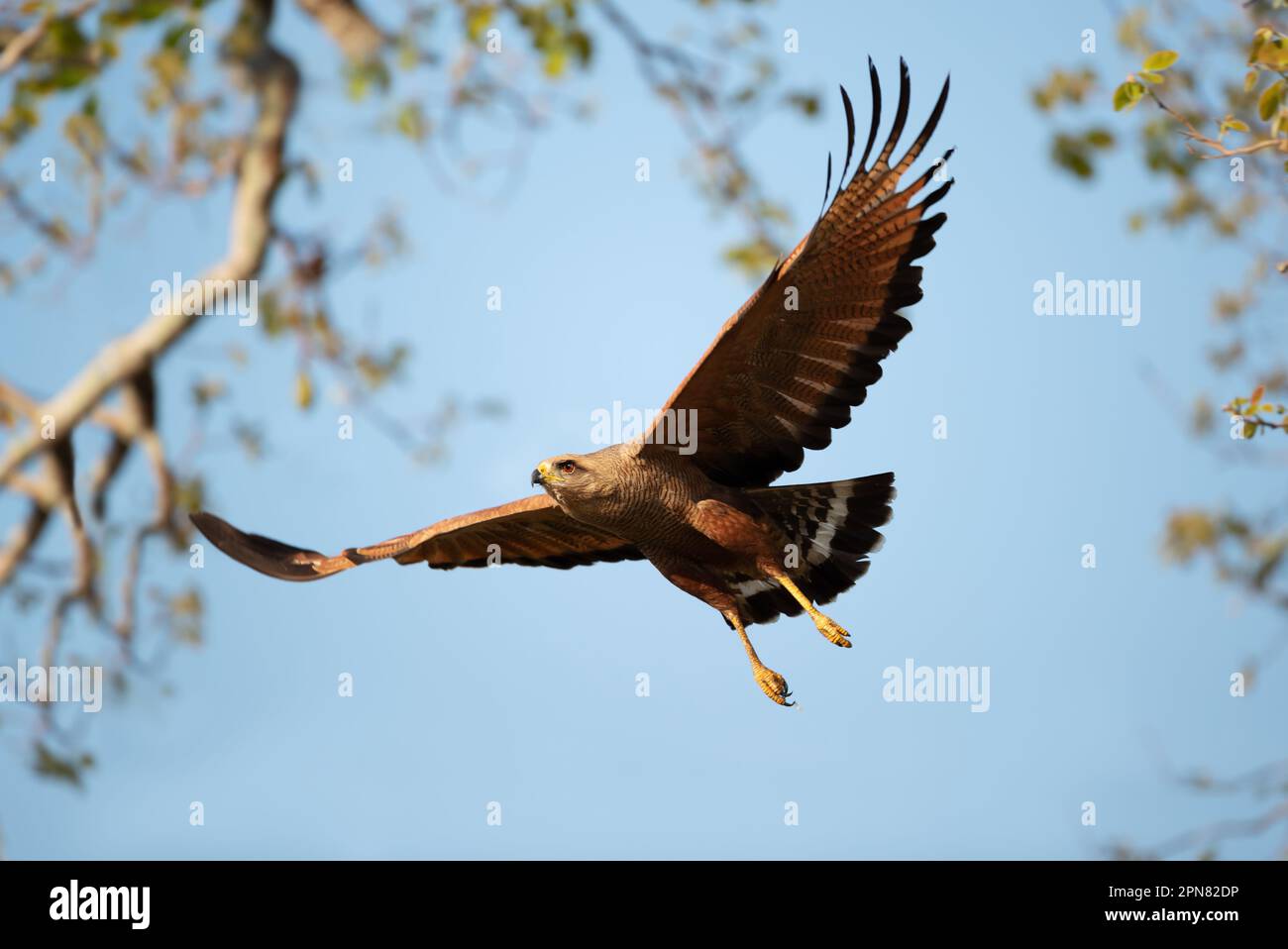 Close-up of Savanna hawk in flight, Pantanal, Brazil Stock Photo - Alamy