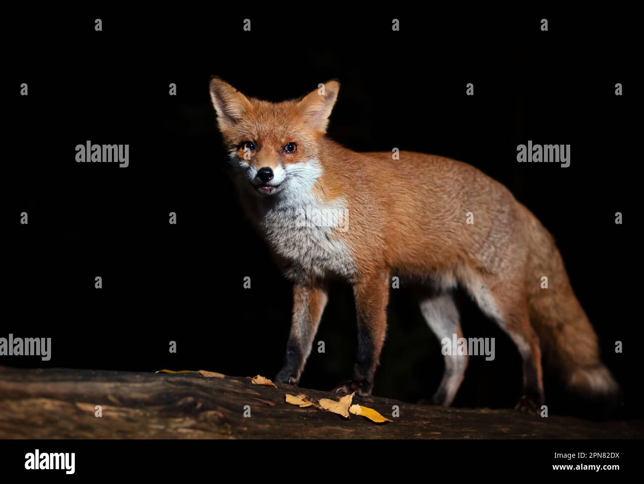 Close up of a Red fox (Vulpes vulpes) standing on a tree in autumn at ...
