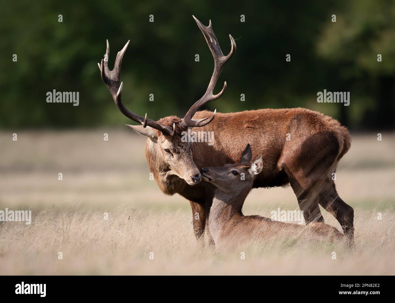 Male deer during mating hi-res stock photography and images - Alamy