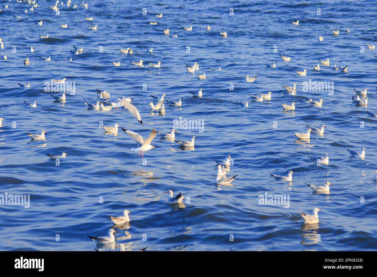 Seagulls floating in the water , Living together in a large group Is a ...