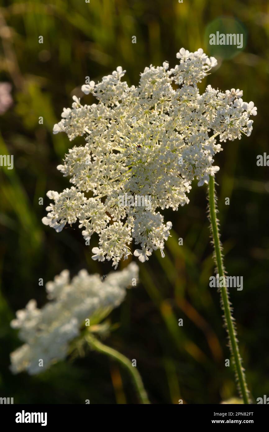 Daucus carota inflorescence, showing umbellets. White small flowers on ...