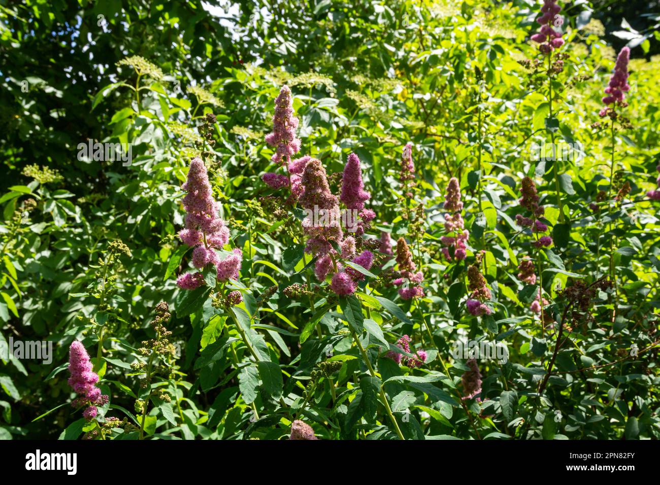 Pink flower spike of rose spirea, Spiraea douglasii, also known as ...