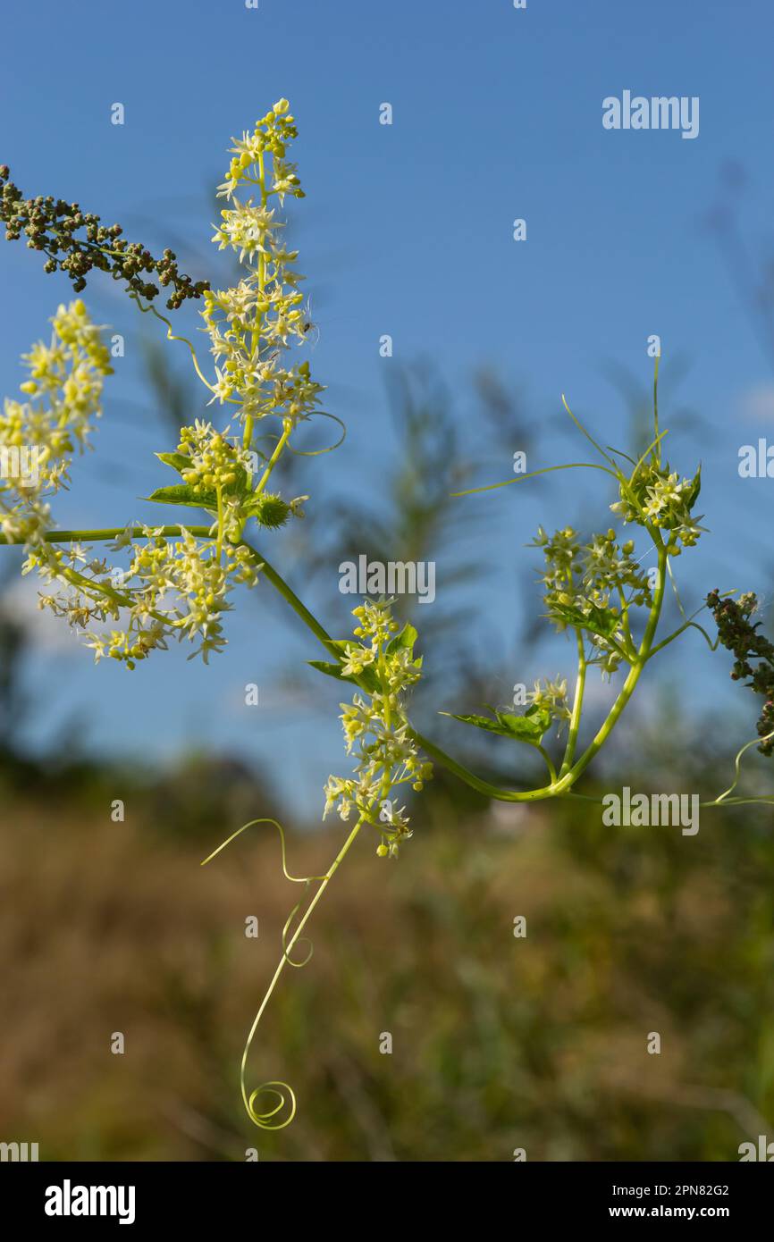 Echinocystis is a monotypic genus in the gourd family, Cucurbitaceae ...