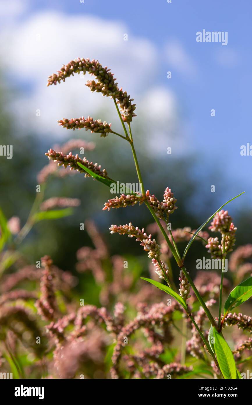 Colorful Persicaria longiseta, a species of flowering plant in the ...